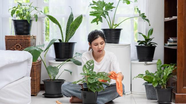 Cara Merawat Tanaman Hias saat Ditinggal Pergi Liburan