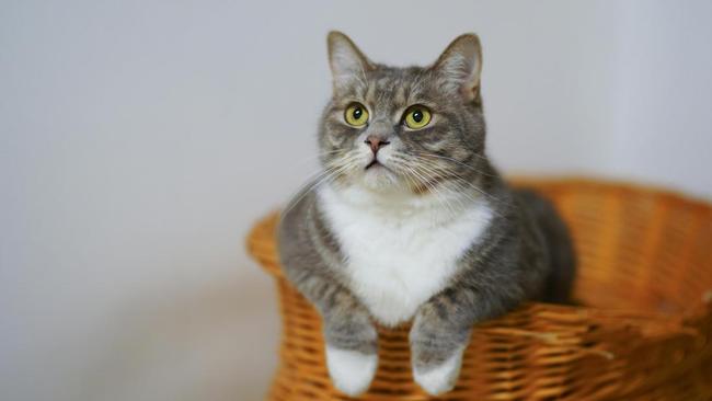Berapa Berat Ideal Kucing agar Tetap Sehat dan Aktif?