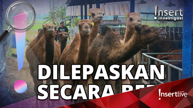 Impor 7 Ekor Unta, Pemilik Peternakan di Mojokerto Ungkap Perawatannya