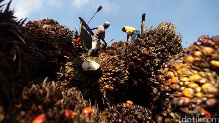 Uni Eropa Bantah Terlibat Kampanye Hitam Sawit RI - APOLIN - Asosiasi ... Uni Eropa Bantah Terlibat Kampanye Hitam Sawit RI - APOLIN - Asosiasi ...