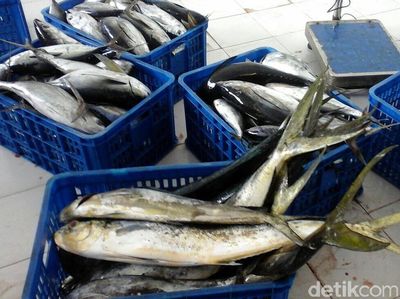 Berita Harian Ikan tuna Terbaru dan Terlengkap
