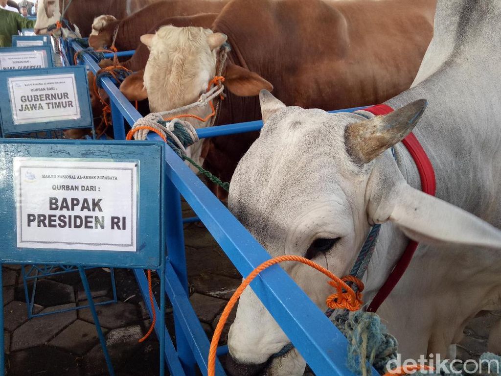 Berita dan Informasi Sapi untuk kurban berapa orang Terkini dan Terbaru ... Berita dan Informasi Sapi untuk kurban berapa orang Terkini dan Terbaru ...