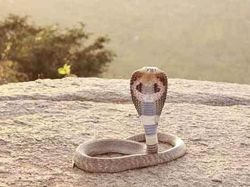 Berita dan Informasi Langkah langkah saat digigit ular Terkini dan ...