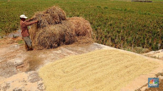 Harga Gabah Petani Dijaga Tak Boleh di Bawah Rp 6.000/Kg, Kenapa?
