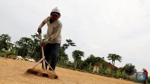 Bak Bumi dan Langit, Harga Beras Sekarang Tak Seheboh Tahun Lalu