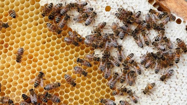 7 Obat-obatan Alami yang Disebut dalam Al-Quran dan Hadist