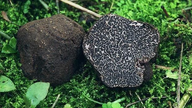 Makanan Mewah Super Mahal Ini Dulunya Cuma Jadi Pakan Babi