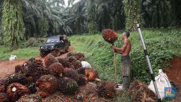 Rekomendasi Peremajaan Kebun Sawit Rakyat Baru 16 Ribu Ha Pt