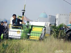 Berita dan Informasi Agribisnis Terkini dan Terbaru Hari ini - detikcom