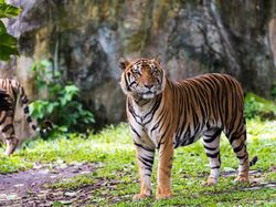 Berita dan Informasi Harimau benggala terancam punah Terkini dan ...