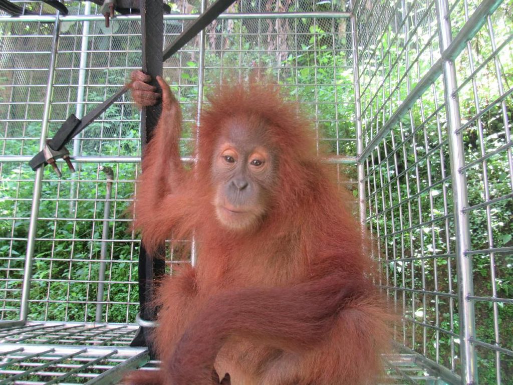 Berita dan Informasi Hewan langka di indonesia yang hampir punah ... Berita dan Informasi Hewan langka di indonesia yang hampir punah ...