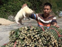 Berita dan Informasi Tikus bambu Terkini dan Terbaru Hari ini - detikcom