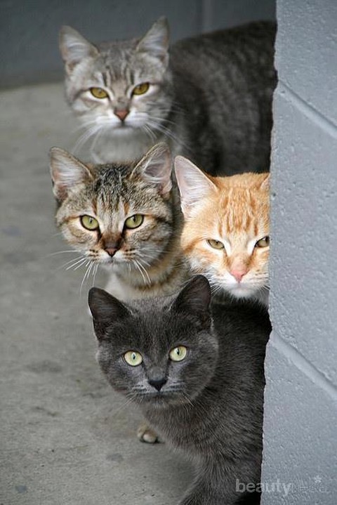 5 Ekspresi Kucing yang Mengundang Tawa