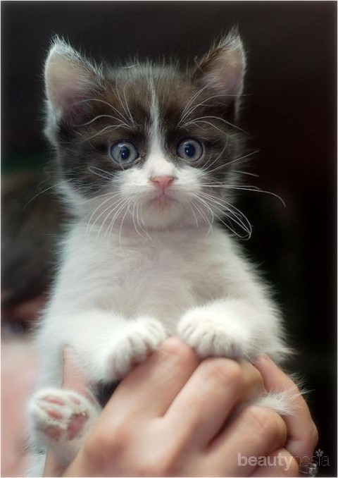 5 Ekspresi Kucing yang Mengundang Tawa