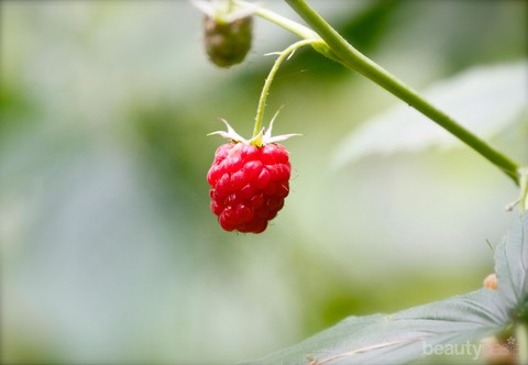 Buah Raspberry Bagus Banget Buat Kecantikan Lho! Kok Bisa?