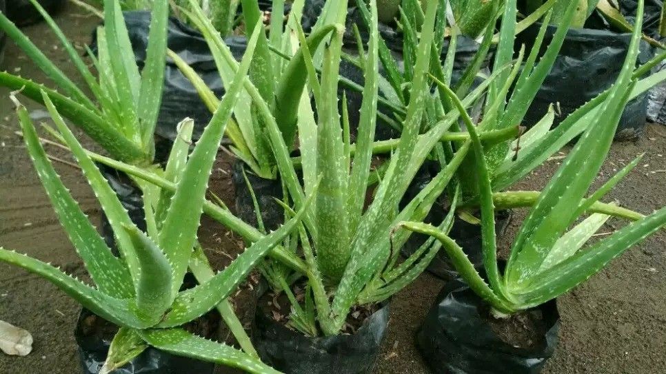Tips Menanam Lidah Buaya Dalam Polibag 6 Bulan Bisa Panen Lho Bunda