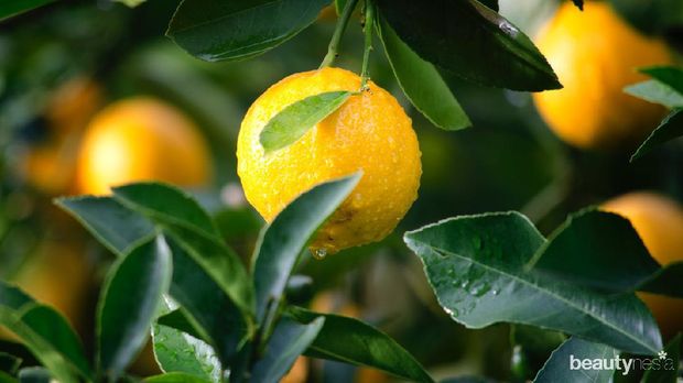Suka Lemon? Begini Tips Menanamnya di Pot dengan Mudah
