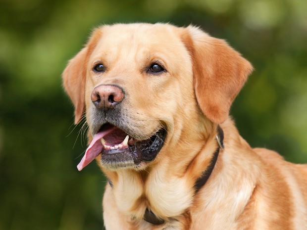 Kenapa Anjing Suka Menjulurkan Lidah? Ini Lho Alasannya! Kenapa Anjing Suka Menjulurkan Lidah? Ini Lho Alasannya!