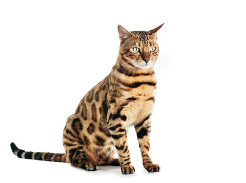 Jenis Kucing Terpopuler Untuk Dipelihara | Khaiffat blog