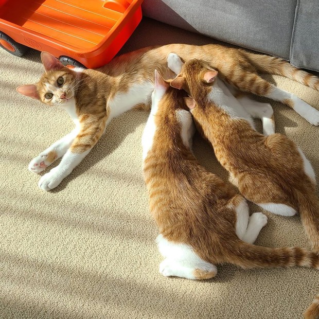 Intip 10 Kucing Lucu dan Menggemaskan di Channel YouTube Kittisaurus