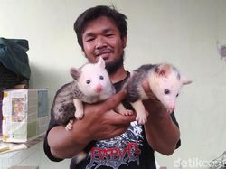Baby Musang Pandan