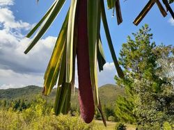 Berita dan Informasi Buah merah papua Terkini dan Terbaru Hari ini ...