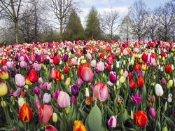 Berita dan Informasi Tulip festival Terkini dan Terbaru Hari ini - detikcom