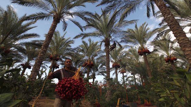 5 Kurma Termahal di Dunia, Ada yang Tembus Rp500 Ribu Per Kilo