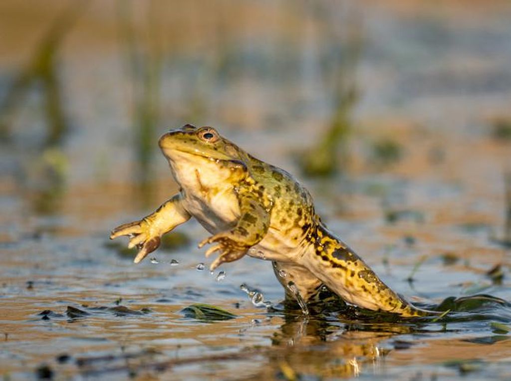 Berita dan Informasi Hukum makan katak Terkini dan Terbaru Hari ini ... Berita dan Informasi Hukum makan katak Terkini dan Terbaru Hari ini ...