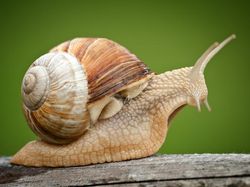 Berita dan Informasi Hukum makan bekicot dalam islam Terkini dan ...