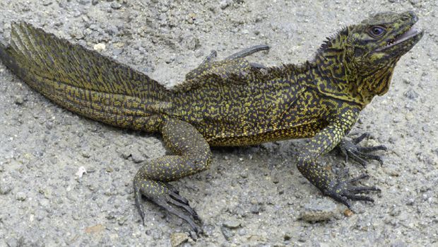 Mengenal Soa-soa, Reptil Perenang dari Maluku Utara – Malay News ... Mengenal Soa-soa, Reptil Perenang dari Maluku Utara – Malay News ...