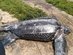 Berita dan Informasi Penyu belimbing Terkini dan Terbaru Hari ini ...