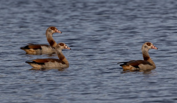 Mengenal Duck Syndrome, Gangguan Psikologis yang Rentan Dialami Anak ... Mengenal Duck Syndrome, Gangguan Psikologis yang Rentan Dialami Anak ...