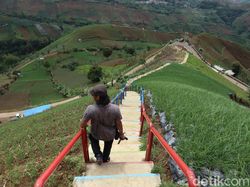 Berita dan Informasi Terasering Terkini dan Terbaru Hari ini - detikcom