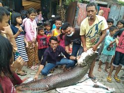 Berita dan Informasi Ikan raksasa araipama Terkini dan Terbaru Hari ini ...