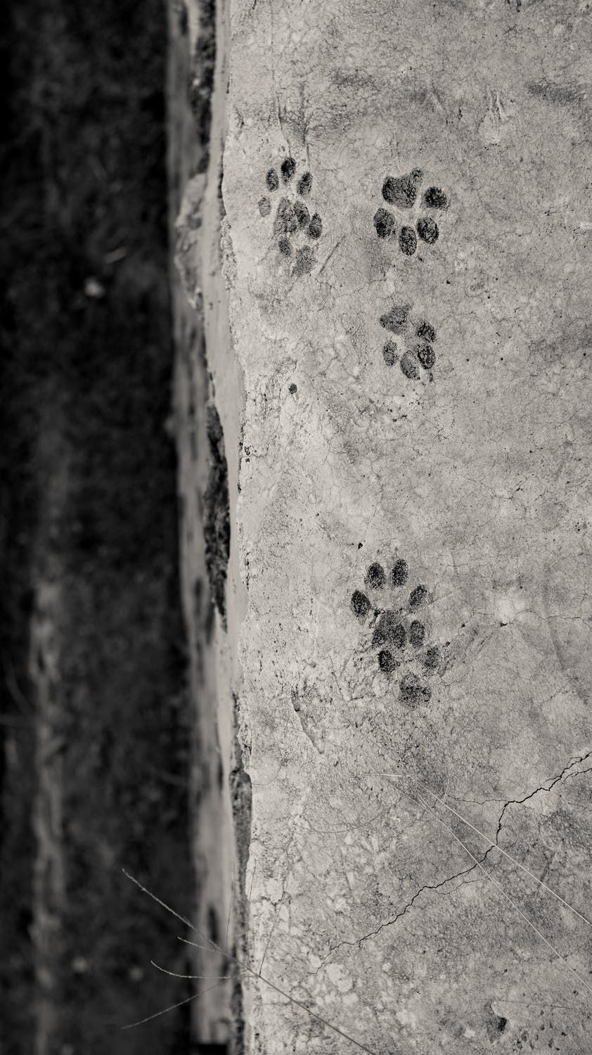 Cek Gambar Ini, Jejak Kaki atau Pemandangan yang Kamu Lihat? Dua-duanya ...