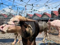 Berita dan Informasi Toraja utara Terkini dan Terbaru Hari ini - detikcom