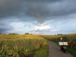 Berita dan Informasi Musim panen jagung Terkini dan Terbaru Hari ini ...