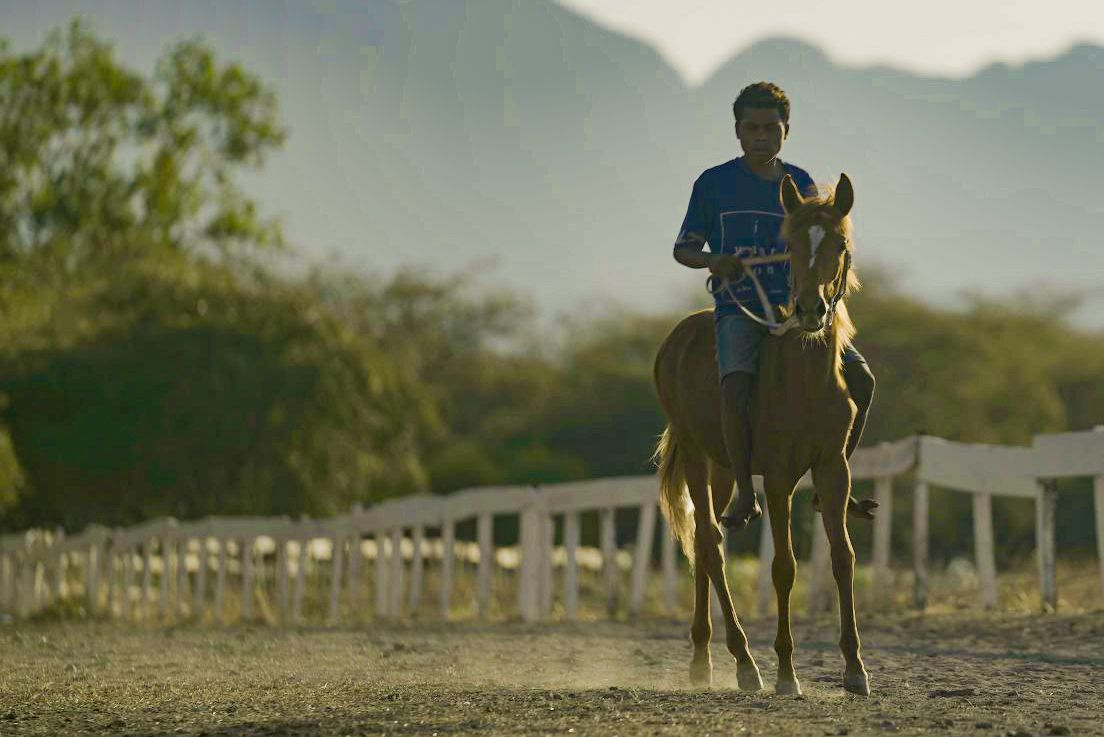 Latih Kuda Pacu Ternyata Perlu Pahami 3 Naluri Alaminya, Apa Saja Ya ...