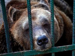 Berita dan Informasi Eksploitasi hewan Terkini dan Terbaru Hari ini ...