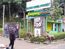 Berita dan Informasi Bogor mini zoo Terkini dan Terbaru Hari ini - detikcom