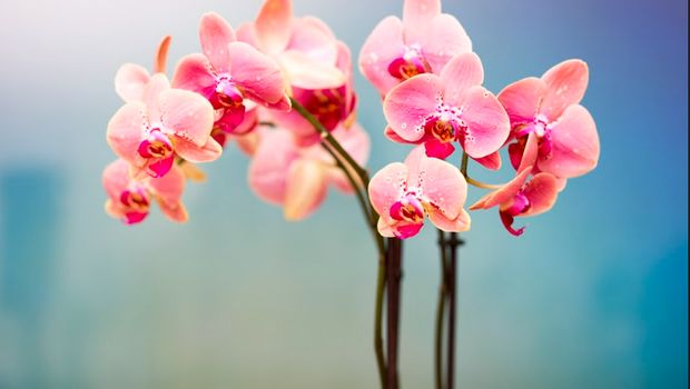 20 Nama-nama Bunga di Indonesia yang Mudah Dirawat di Rumah