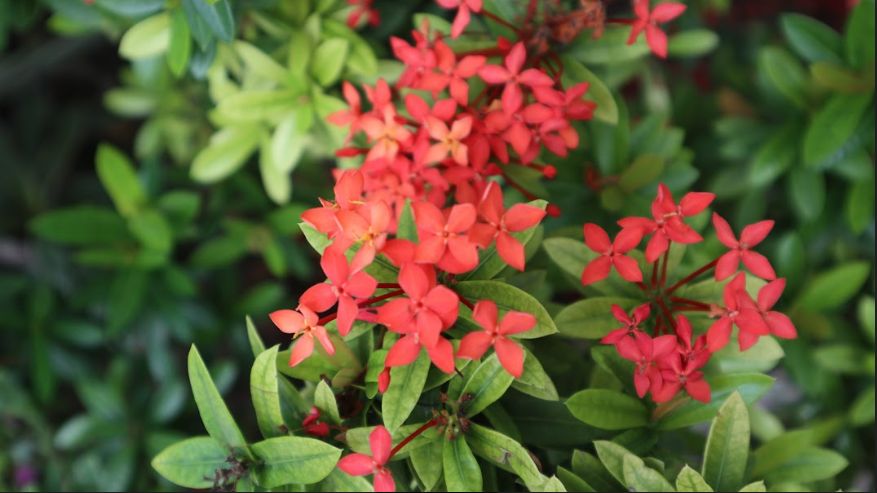 20 Nama-nama Bunga di Indonesia yang Mudah Dirawat di Rumah