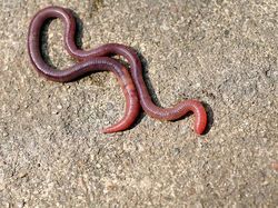 Berita dan Informasi Hujan cacing Terkini dan Terbaru Hari ini - detikcom