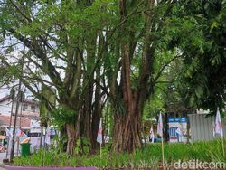 Berita dan Informasi Pohon gayam ciamis Terkini dan Terbaru Hari ini ...