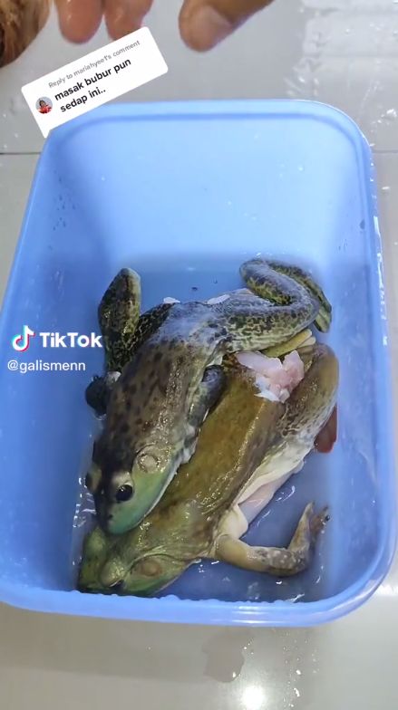 Video Masak Bubur Katak Ini Bikin Netizen Risih dan Mual - Koransumsel.com