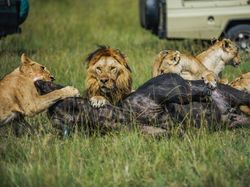 Berita dan Informasi Hari satwa liar sedunia Terkini dan Terbaru Hari ...