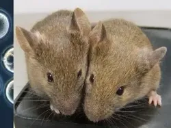 Berita dan Informasi Ayah biologis Terkini dan Terbaru Hari ini - detikcom