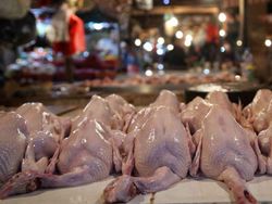 Berita dan Informasi Kenaikan harga ayam Terkini dan Terbaru Hari ini - detikcom