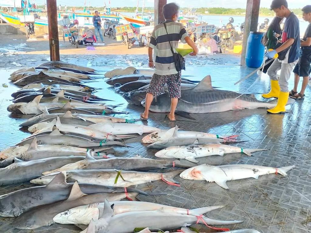 Berita dan Informasi Nelayan lombok timur Terkini dan Terbaru Hari ini ... Berita dan Informasi Nelayan lombok timur Terkini dan Terbaru Hari ini ...